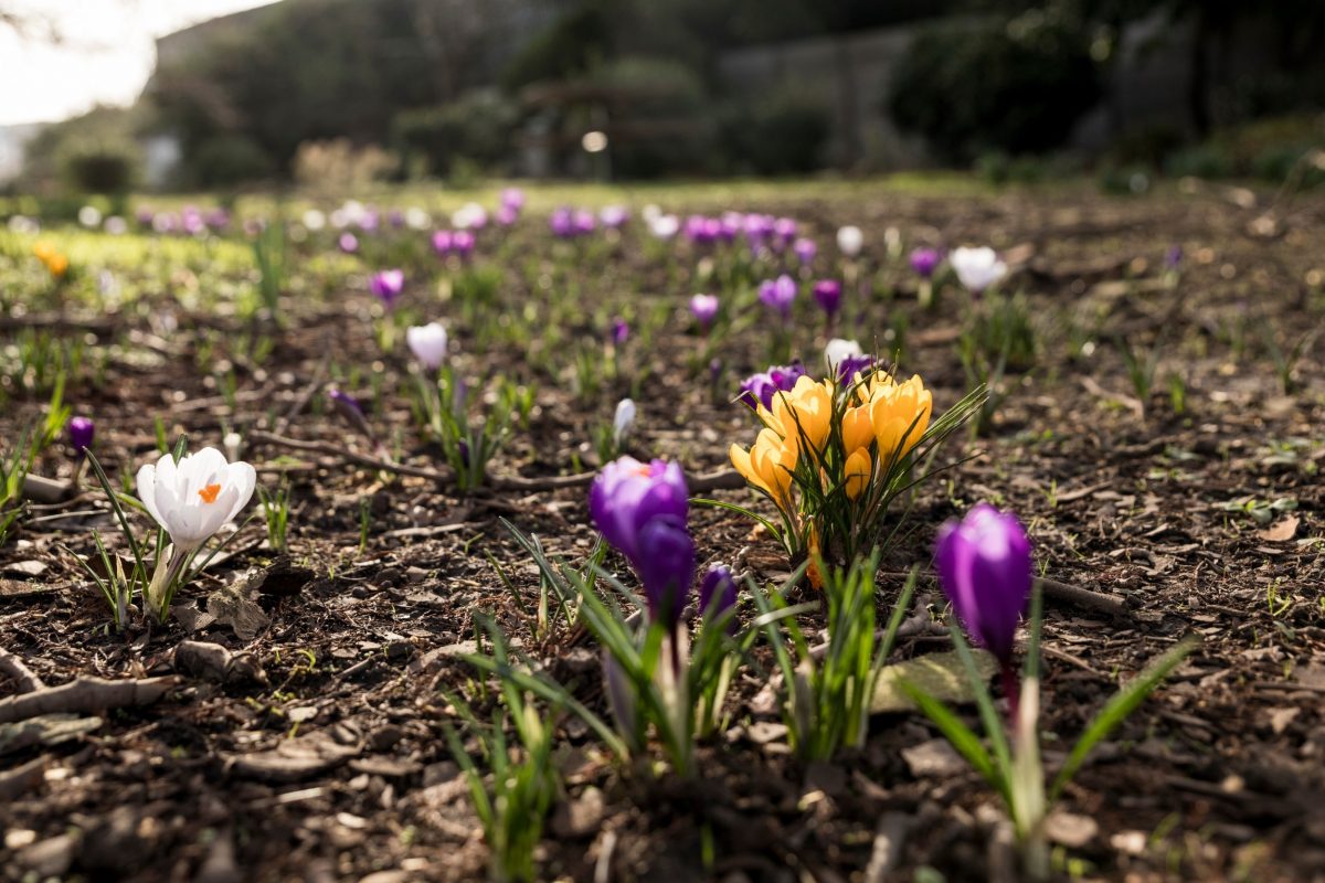Royal Docks Spring Festival | Royal Docks
