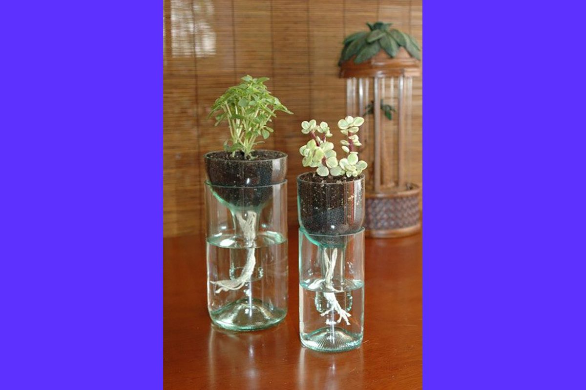 Transforming Waste Bottles into Beautiful Self Watering Plant Pots ...